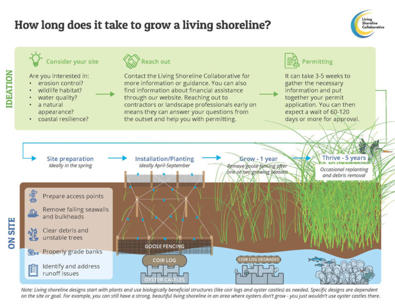 Living Shorelines & Shoreline Buffers - Elizabeth River Project