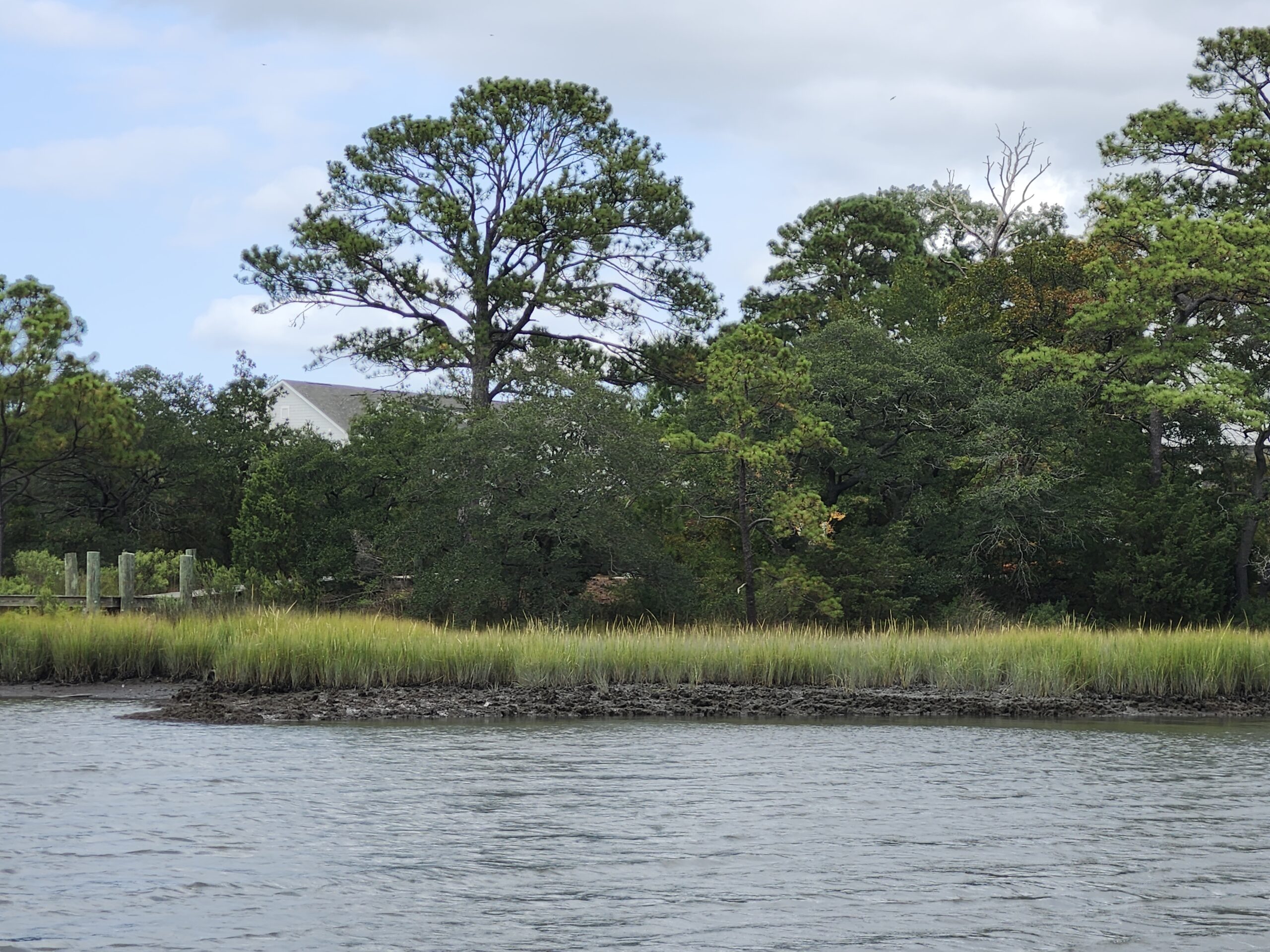 A New Blueprint for Saving Virginia’s Wetlands: Elizabeth River Project ...