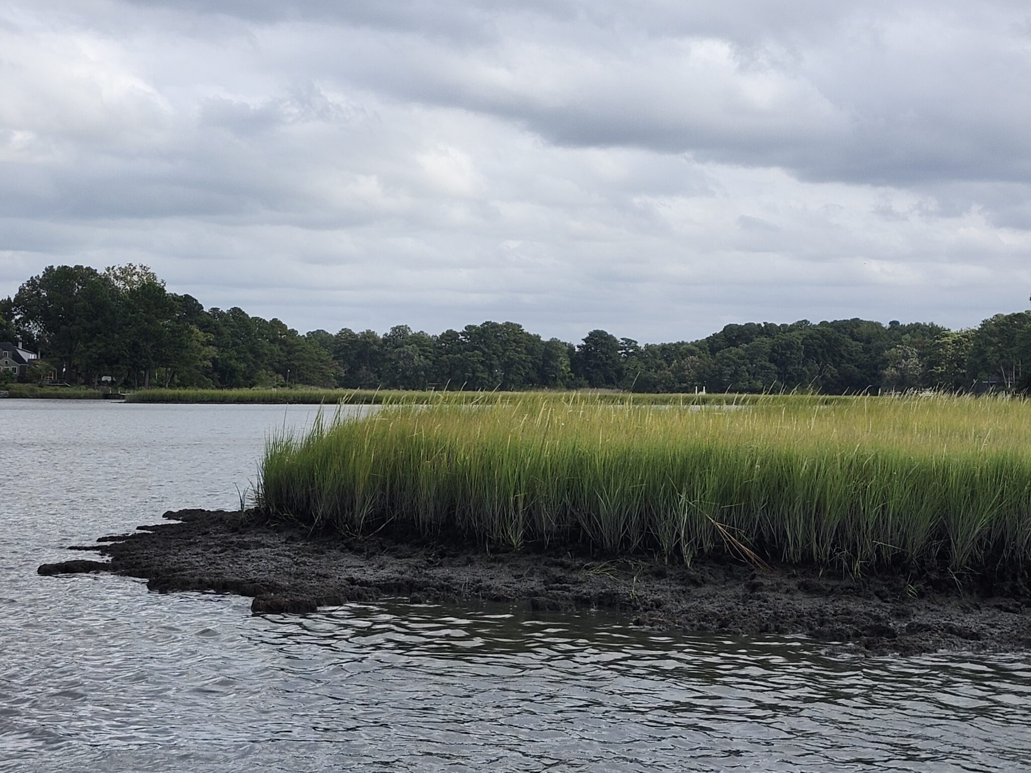 A New Blueprint for Saving Virginia’s Wetlands: Elizabeth River Project ...
